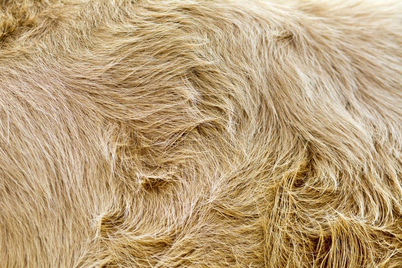 Vintage Style Brown Cow Fur Background Stock Image - Image of animal ...
