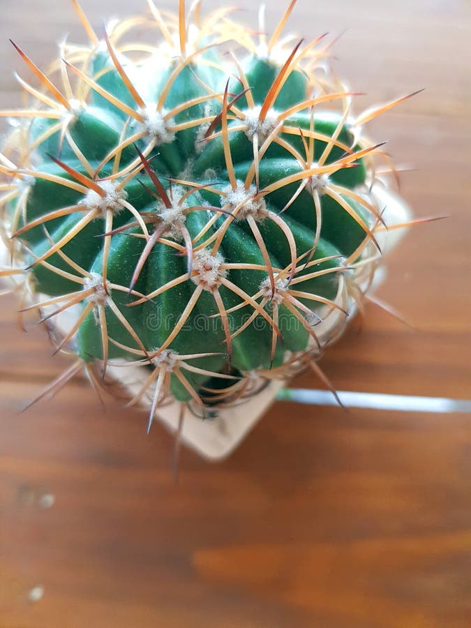 Vintage Style Cactus in Pot. Stock Photo - Image of closeup, blooming ...