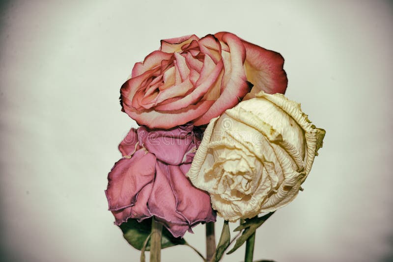Vintage Style Faded Three Rose Flowers Stock Image - Image of beauty ...