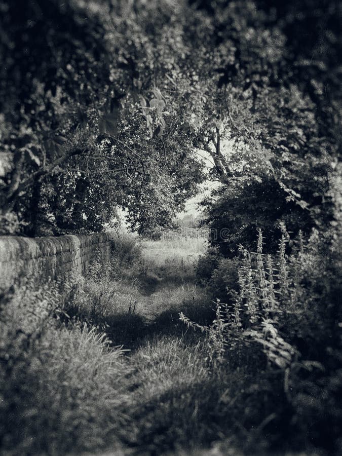 Vintage Style Image of a Forest Pathway Running Along a Stone Wall ...