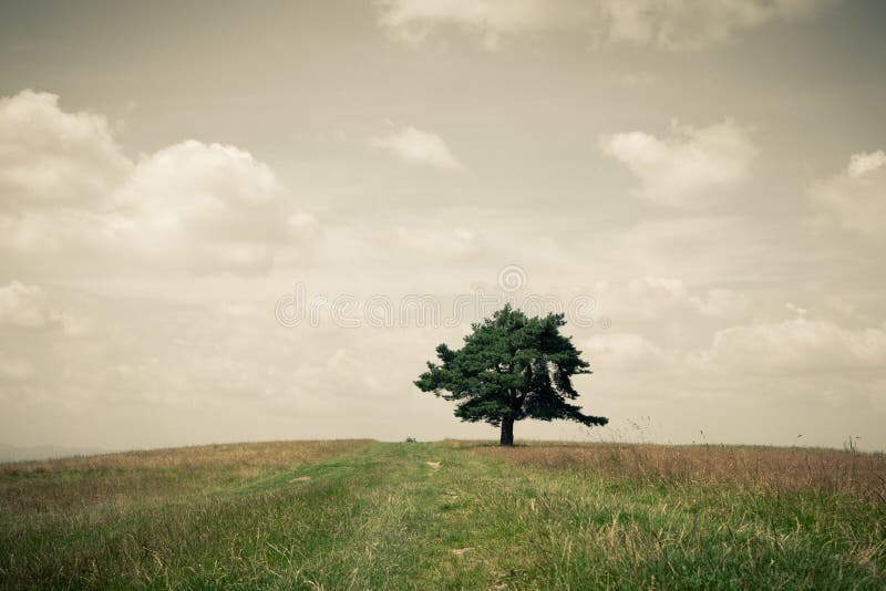 Landscape with a Lone Tree in a Field on a Hill Stock Photo - Image of ...