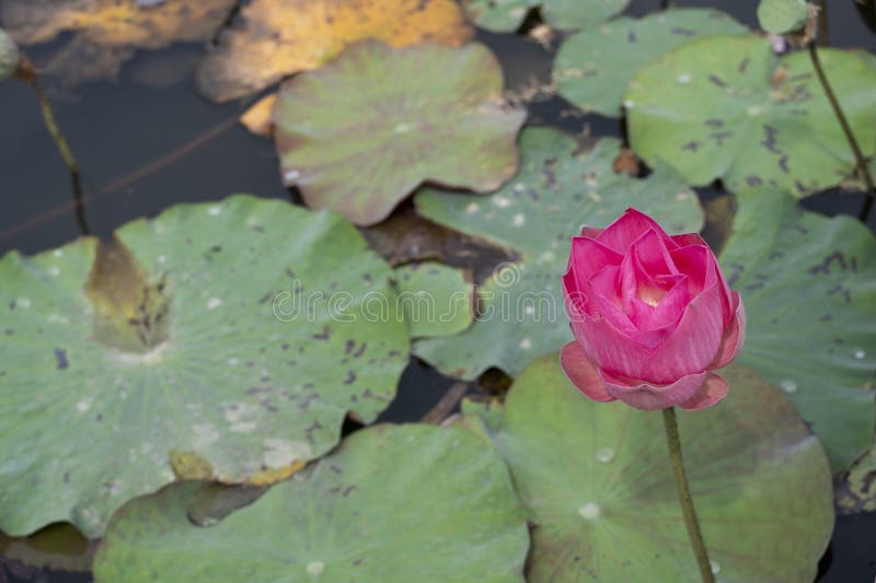 Vintage Style Lotus Pond for Background Stock Photo - Image of summer ...