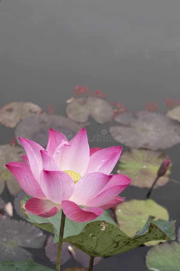 Lotus Pond in the Garden with Blurred Background Stock Image - Image of ...