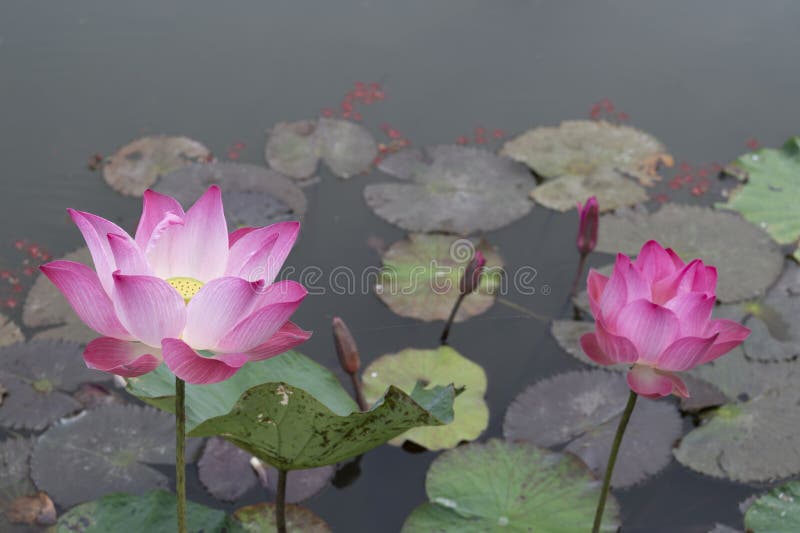 Lotus Pond in the Garden with Blurred Background Stock Image - Image of ...