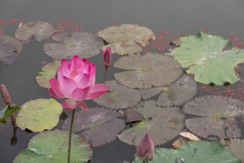 Lotus Pond in the Garden with Blurred Background Stock Image - Image of ...