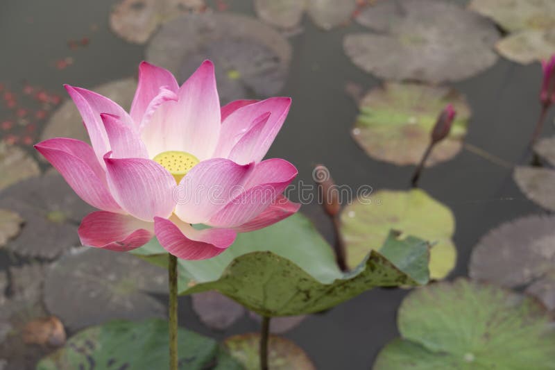 Lotus Pond in the Garden with Blurred Background Stock Image - Image of ...