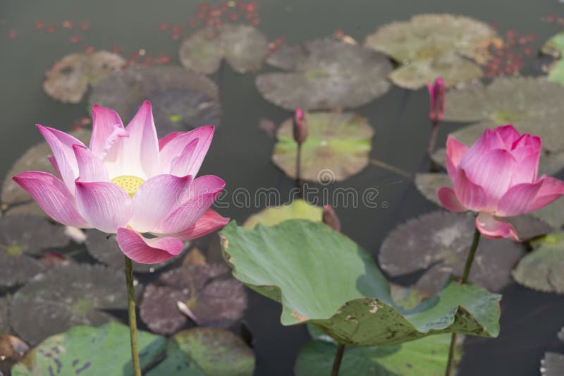 Lotus Pond in the Garden with Blurred Background Stock Image - Image of ...