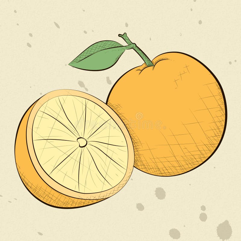 Vintage Oranges, Flowers and Leaves. Orange Bouquetes Stock Vector ...