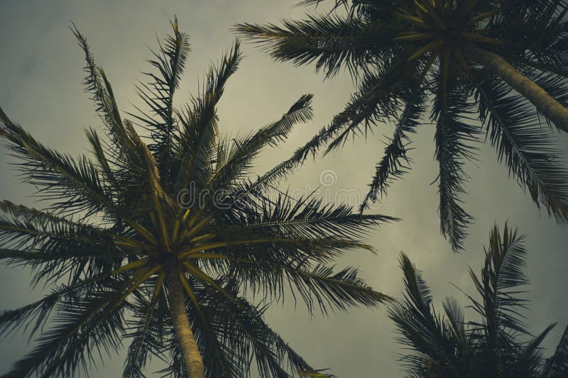 Vintage Styled Palm Tree Canopy Stock Photo - Image of looking ...