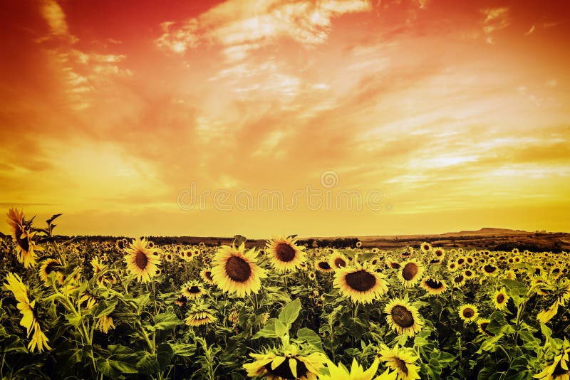 Vintage sunflower field stock photo. Image of earth, evening - 49088436