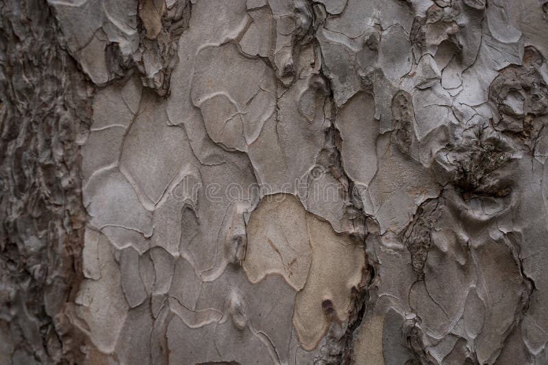 Vintage Texture from Big Tree Skin for Background Stock Photo - Image ...