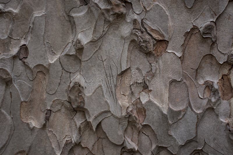 Vintage Texture from Big Tree Skin for Background Stock Image - Image ...