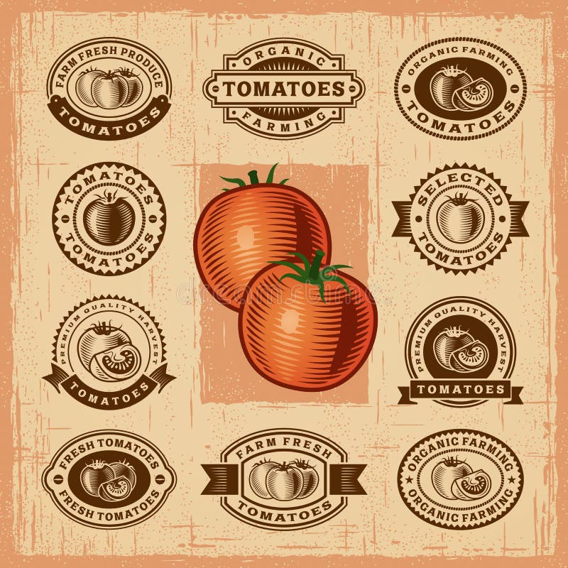 Vintage tomato poster stock vector. Illustration of gourmet - 30362414