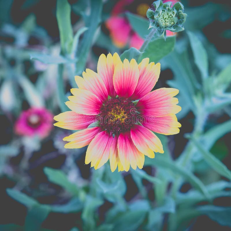 Vintage Tone of Beauty Flower Stock Image - Image of green, antique ...