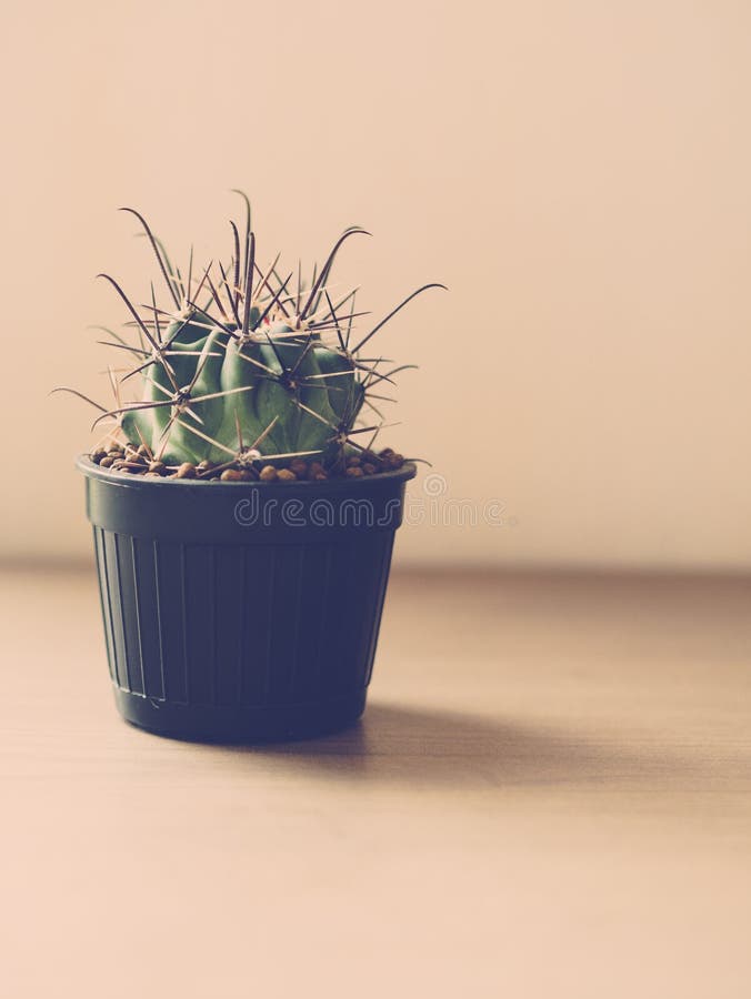 Vintage tone of cactus. stock photo. Image of cactus - 57407460
