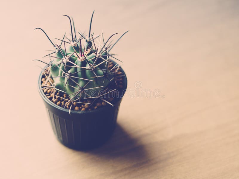 Vintage tone of cactus. stock image. Image of vintage - 57407473
