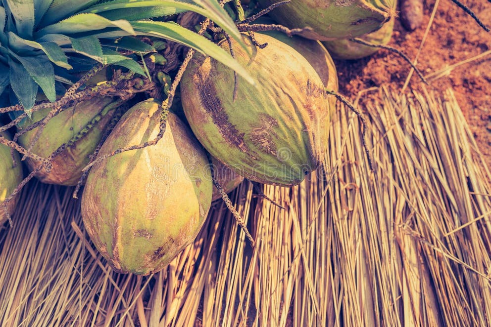 Vintage Tone Coconut on Ground . Stock Photo - Image of asian, health ...