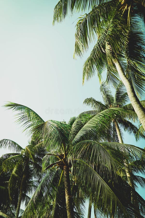 Vintage Toned Palm Tree Over Sky Background Summer Stock Image - Image ...