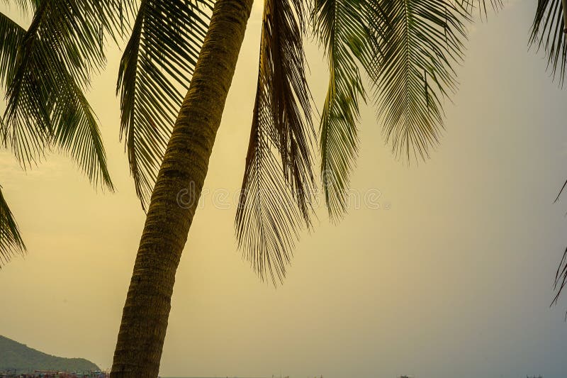Vintage Toned Palm Tree Over Sky Background Stock Image - Image of ...