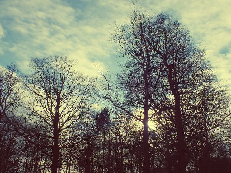 Vintage Toned Tree Silhouettes Stock Image - Image of branches, cloud ...