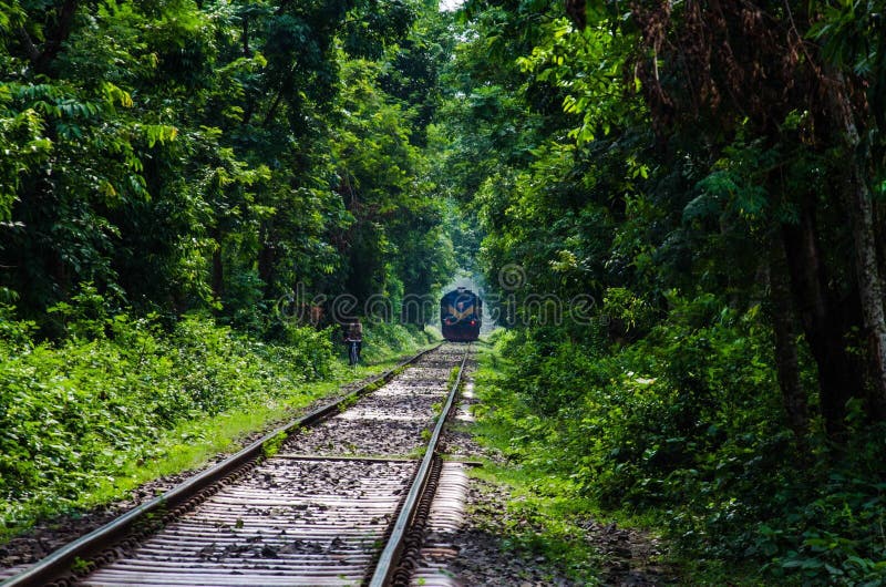 Vintage Train Running through Tunnel Naturally Created from Trees Along ...