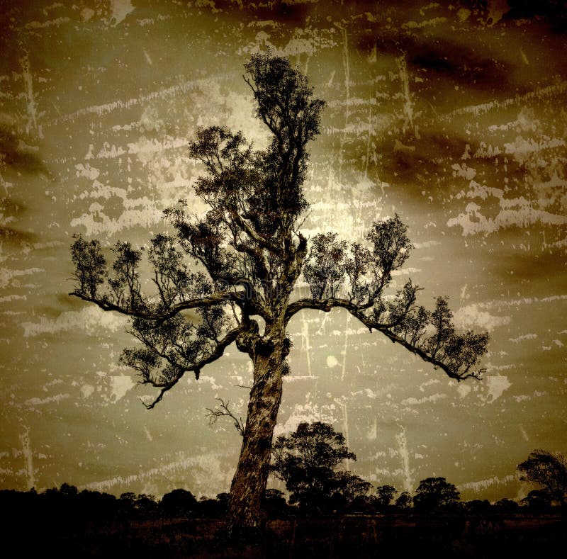 Vintage tree stock image. Image of sepia, tree, dark, eucalyptus - 3470857