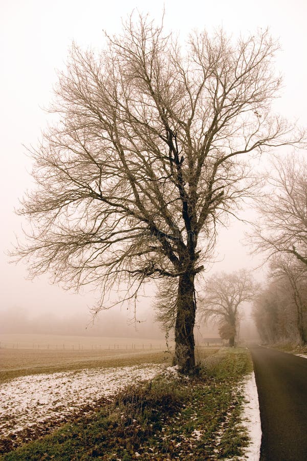 Vintage tree stock photo. Image of environmental, faded - 3942458
