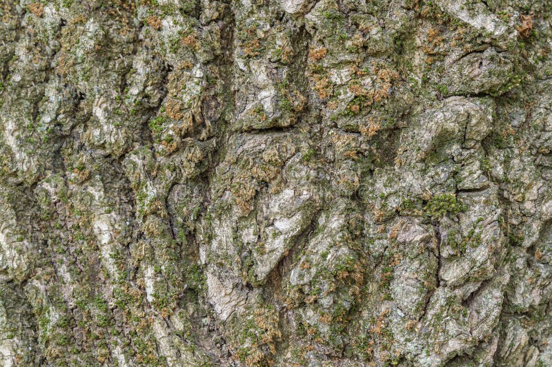 Vintage Tree Bark Texture Background, Texture for Graphic Design. Stock ...