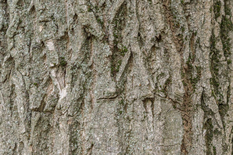 Vintage Tree Bark Texture Background, Texture for Graphic Design. Stock ...