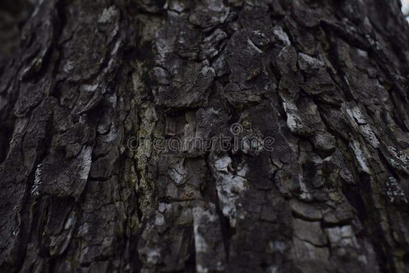 Vintage of Tree Bark Texture Stock Image - Image of beautiful, bark ...