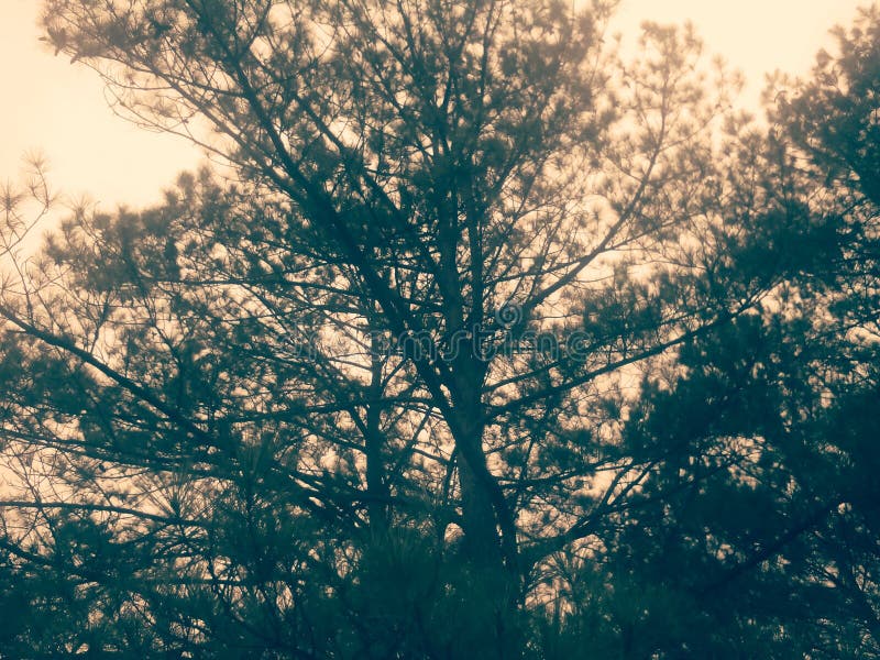 Vintage tree stock image. Image of pine, vintage, beautiful - 52605427