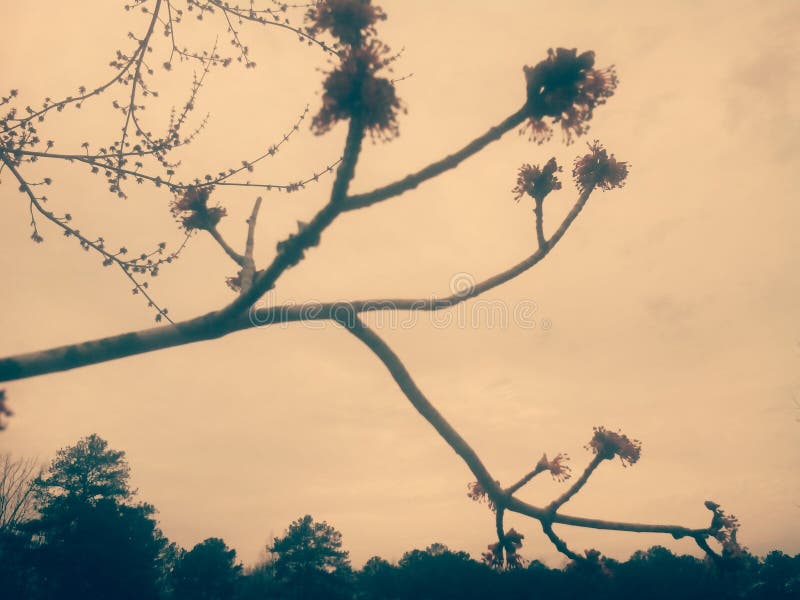 Vintage tree branch stock image. Image of blooms, branch - 52605441