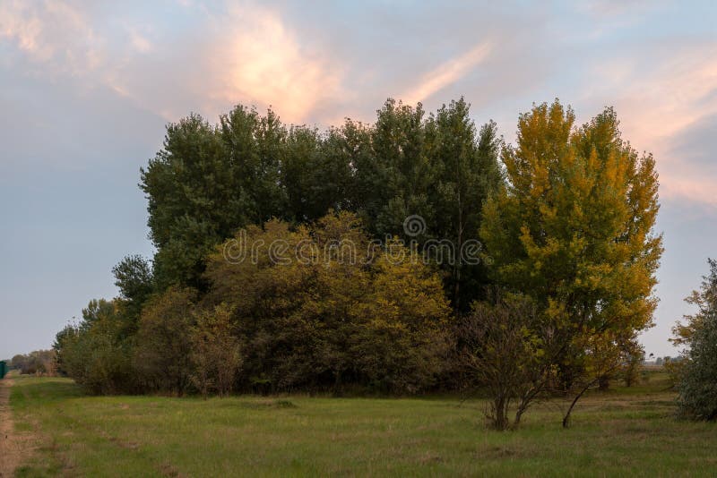 Vintage Tree Flower Photo of Beautiful Cherry Stock Photo - Image of ...