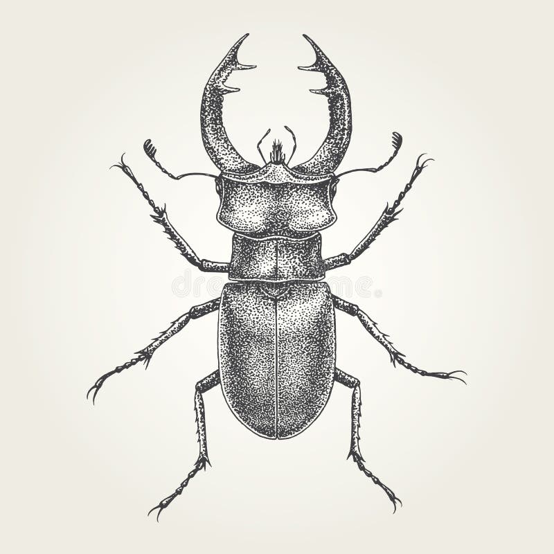 Hand drawn Stag Beetle stock vector. Illustration of lucanus - 110848663