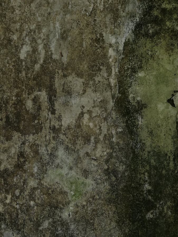369 Algae Wall Texture Retro Background Stock Photos - Free & Royalty ...
