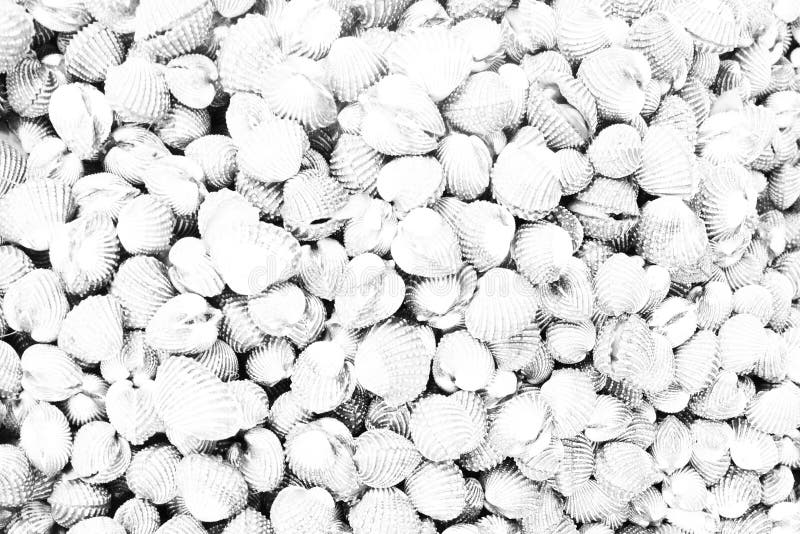Vintage White Light Seafood. Shellfish Stock Image - Image of oyster ...