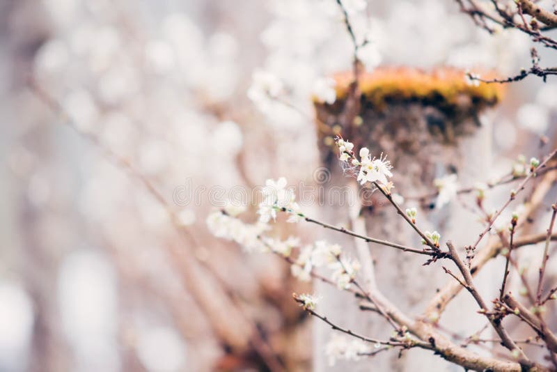 Vintage White Spring Background Stock Photo - Image of wallpaper, bloom ...