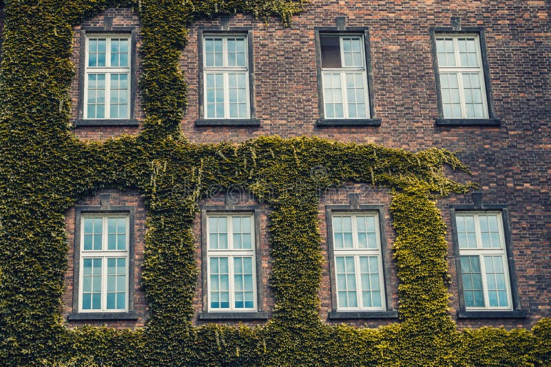 Vintage Windows on a Brick Wall Covered with Greenery Stock Image ...