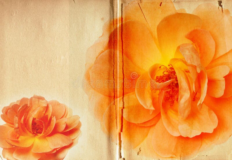 Vintage Yellow Rose Collage Antique Book Stock Image - Image of roses ...