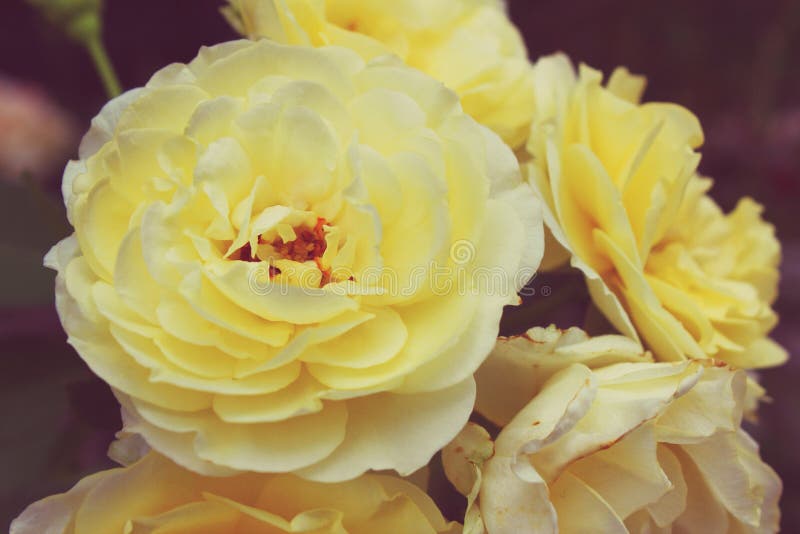 Vintage yellow rose stock photo. Image of mother, decorative - 41810418