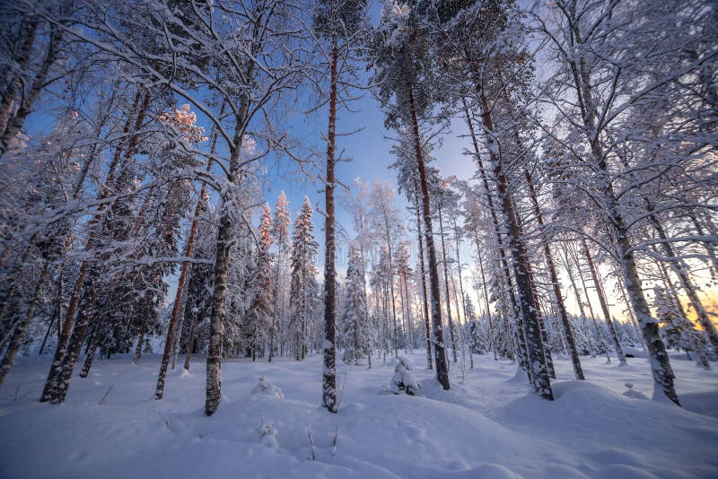 Vinter I Lapland, Sverige, Norrbotten Arkivfoto - Bild av glasera, träd ...