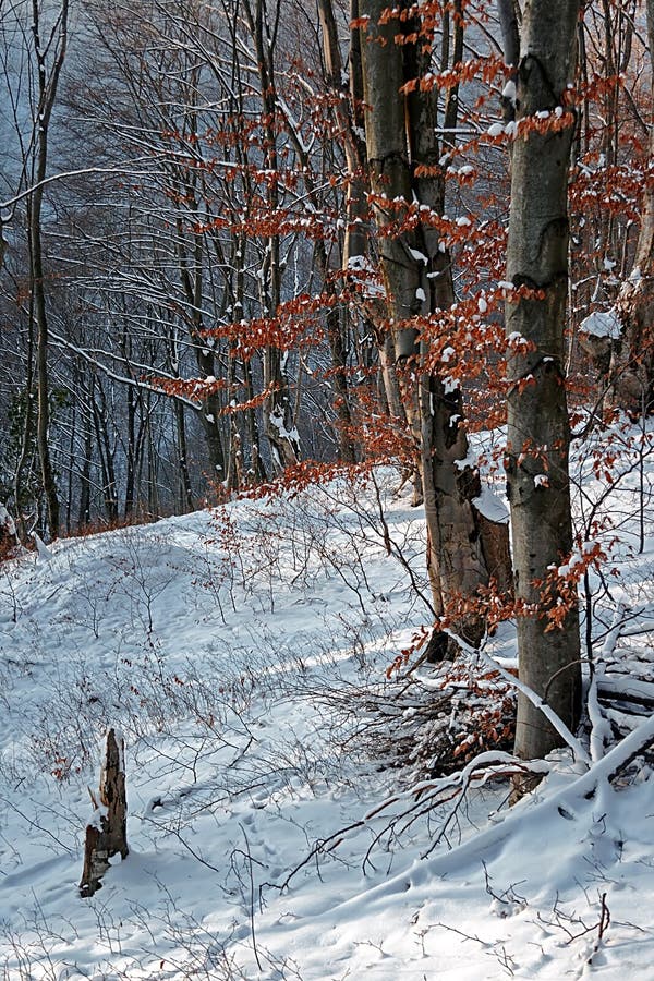 Vinter i skogen 2 arkivfoto. Bild av fryst, inget, vegetation - 41623602