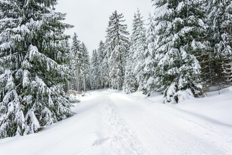 Djupfryst skog arkivfoto. Bild av tappning, frostigt - 83888554