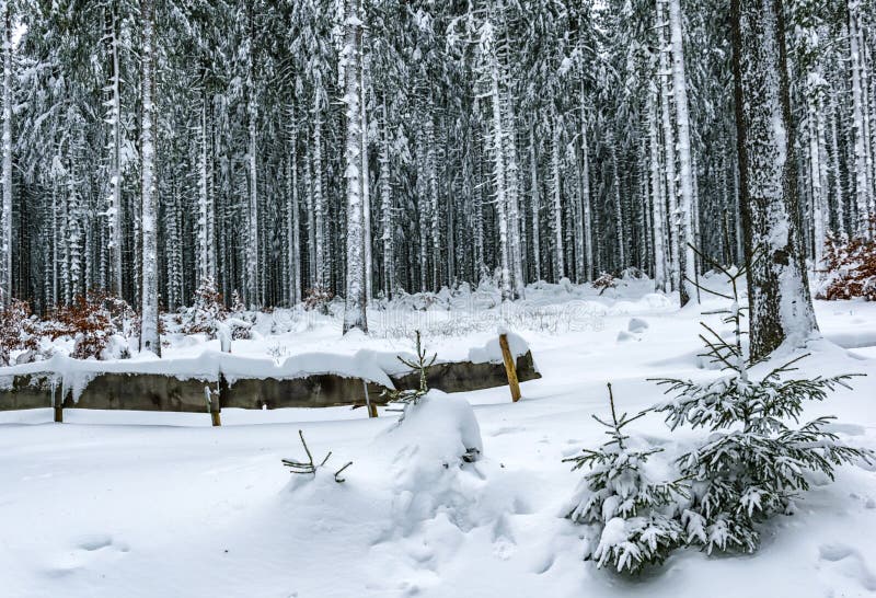 Vinter i skogen fotografering för bildbyråer. Bild av träd - 84297925