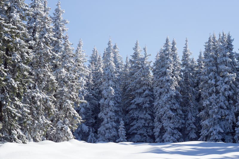 Stanchev (Stanchev) - Photos