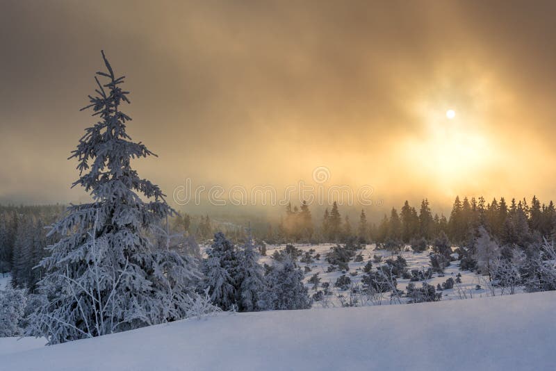 Vintertid - svart skog fotografering för bildbyråer. Bild av stor ...