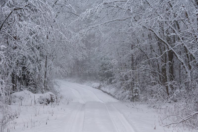 Vinter I Den Svenska Skogen Fotografering för Bildbyråer - Bild av bygd ...