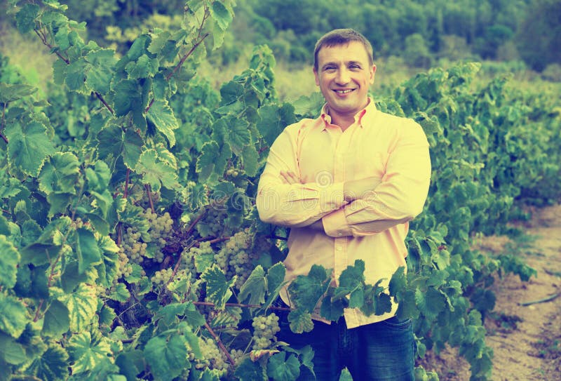 Vintner Checking Wine Grape and Leaves in Summer Day Stock Image ...