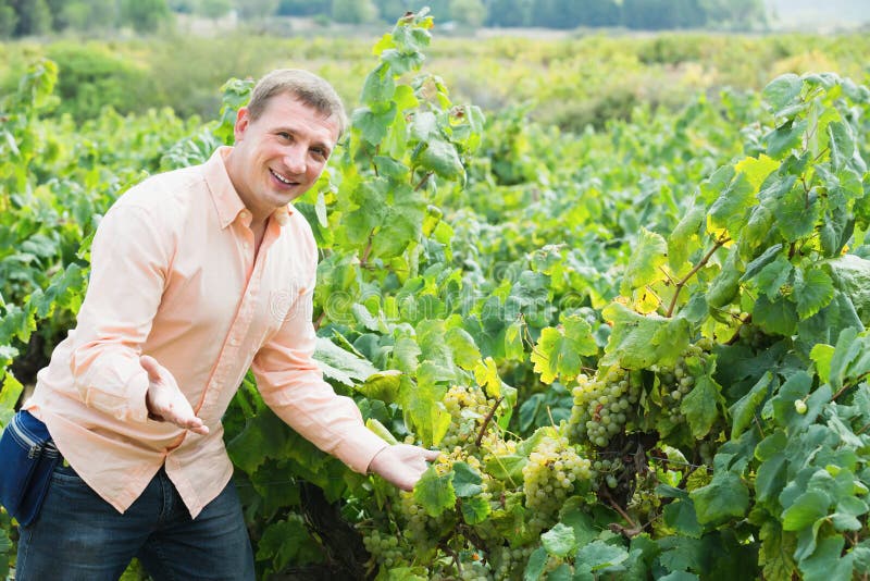 Vintner with Clusters of Grape Outdoors Stock Image - Image of ...