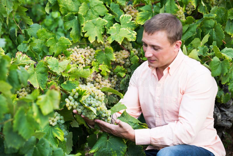 Vintner with Clusters of Grape Stock Image - Image of outdoors ...